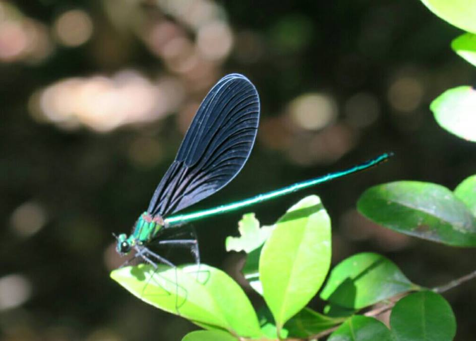 奄美へ行こう | ユタへの道